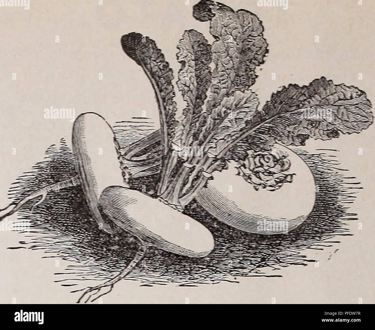 This catalog offers a wide range of vegetable, flower, and farm seeds ...