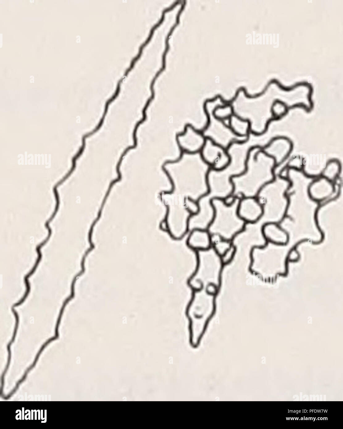 Alcyonium flabellum hi-res stock photography and images - Alamy