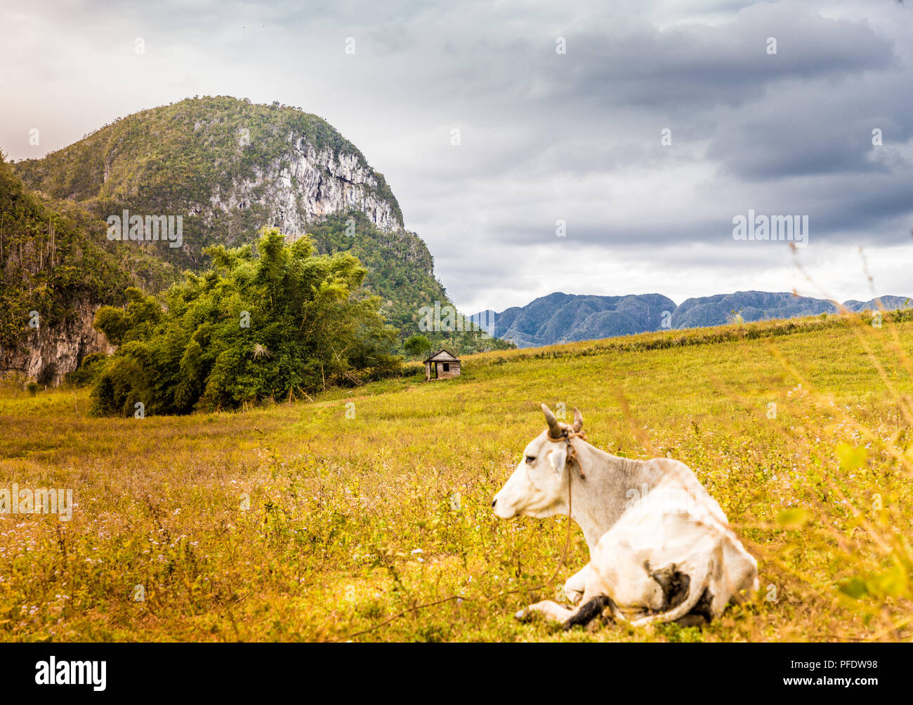 Cuban cattle hi-res stock photography and images - Alamy