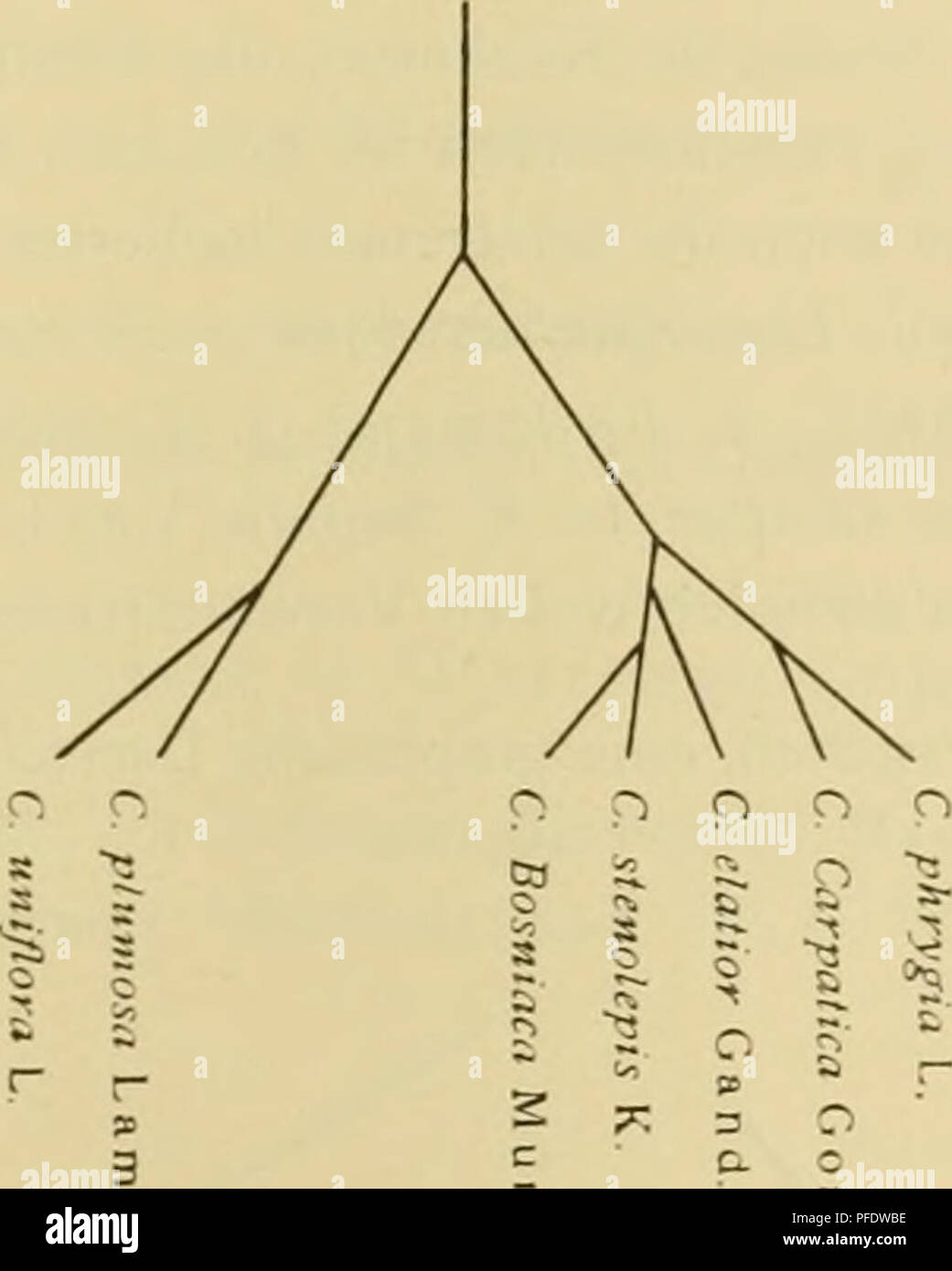 Study on the evolutionary history and distribution of *Clematis ...