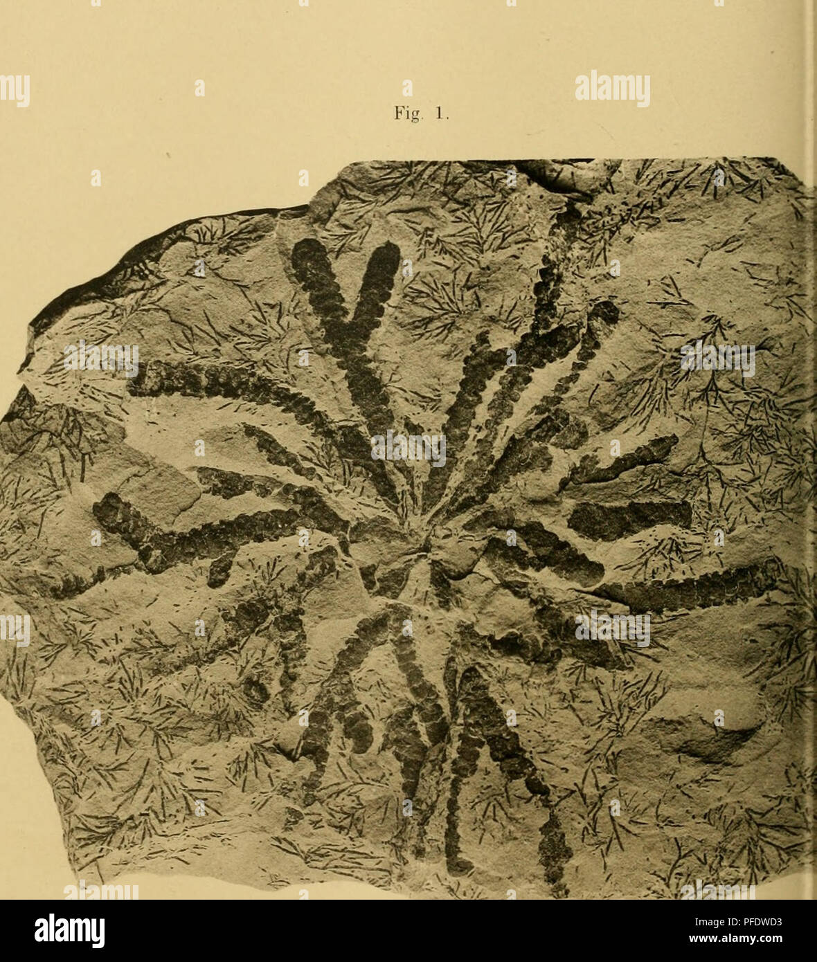 This academic paper from the Austrian Academy of Sciences focuses on ...