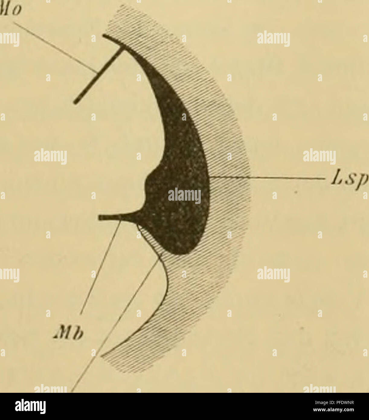 Ductus reuniens hi-res stock photography and images - Alamy