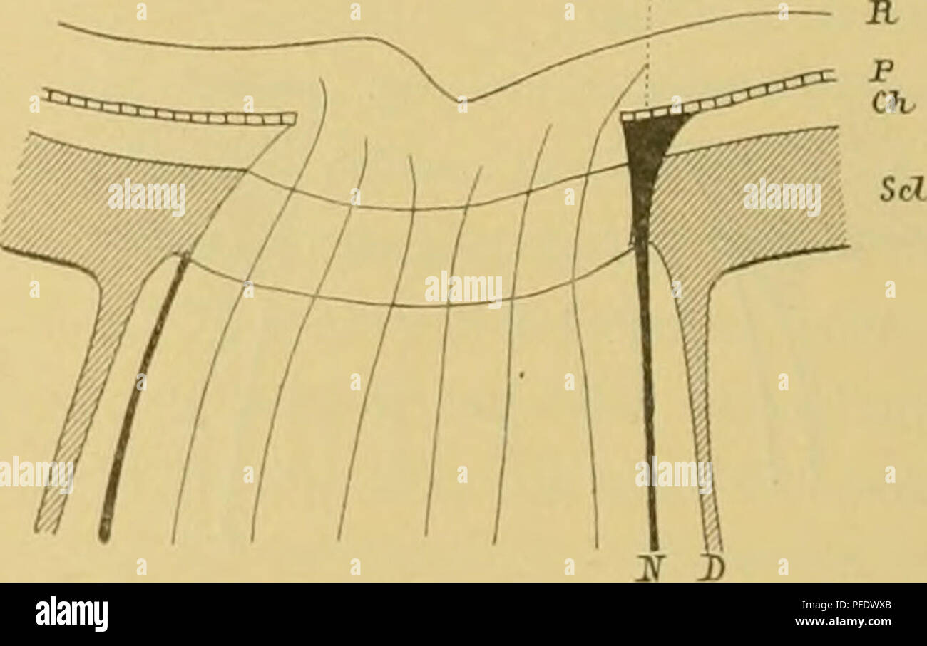 Chorioidea hi-res stock photography and images - Alamy