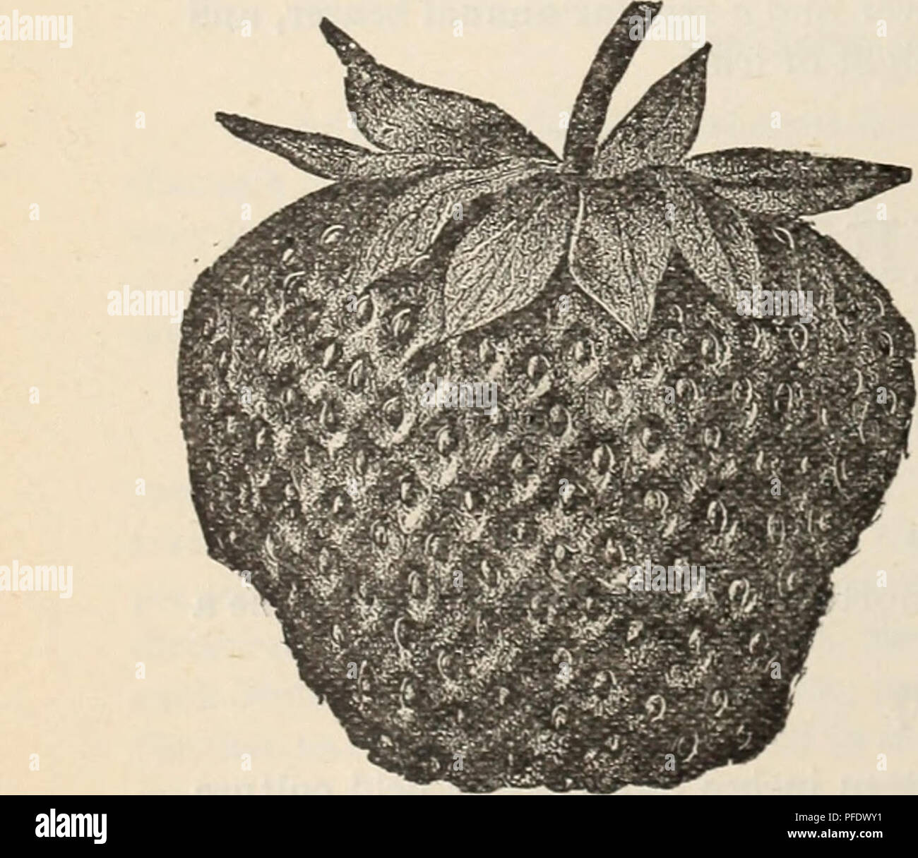 This horticultural catalog from a Minnesota nursery provides a detailed ...