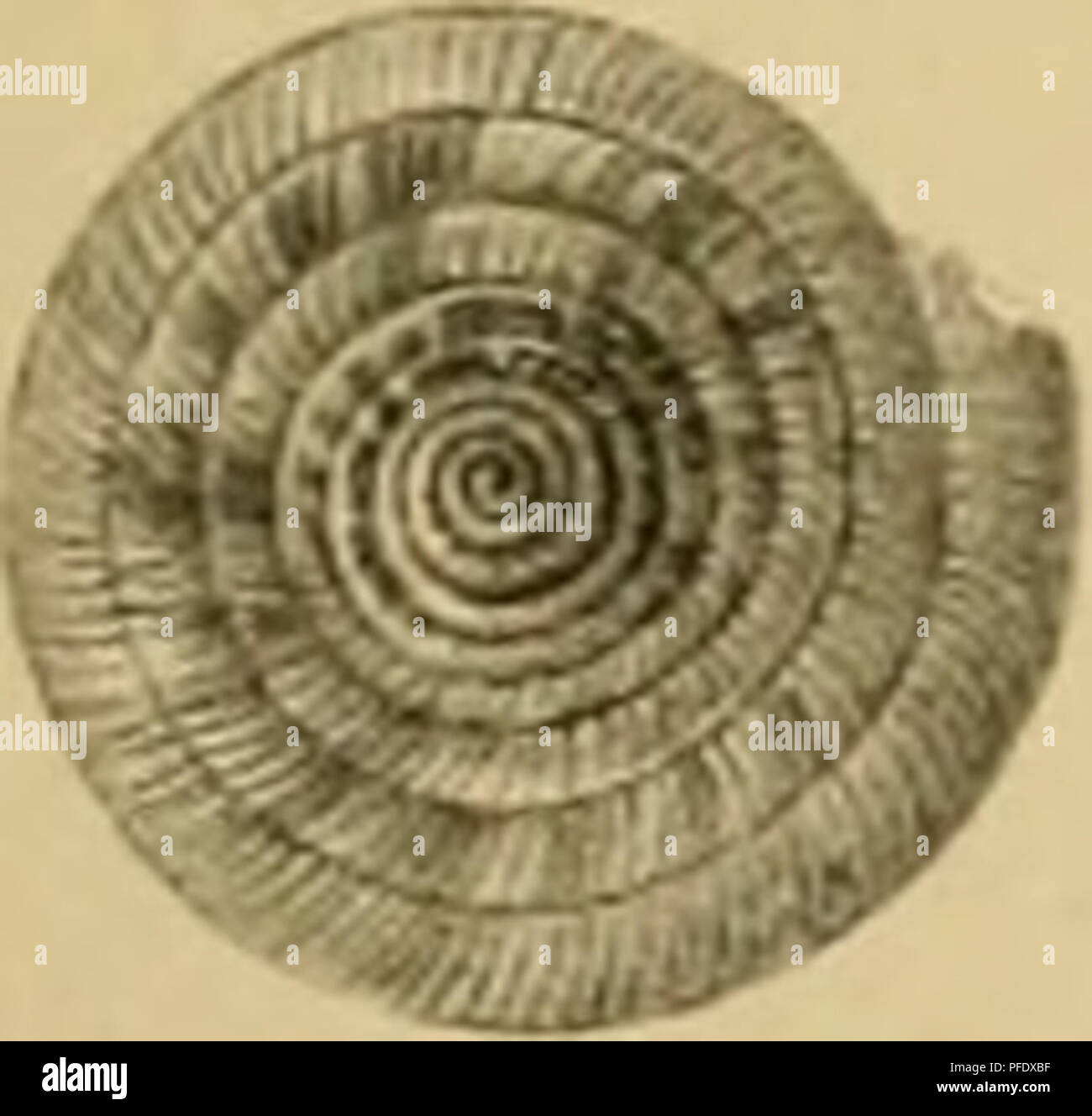 Understanding molluscan anatomy hi-res stock photography and images - Alamy