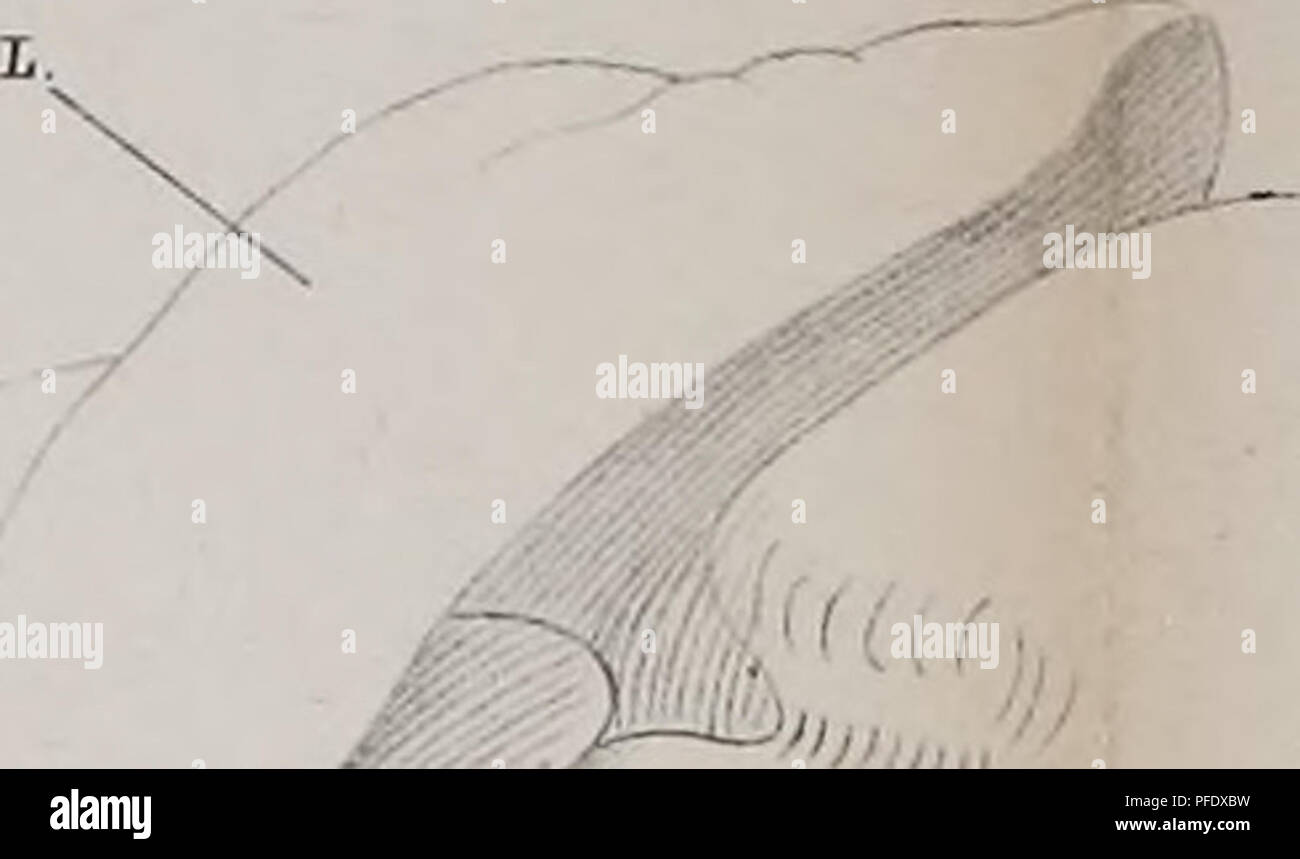This image from the Austrian Academy of Sciences’ journal features ...