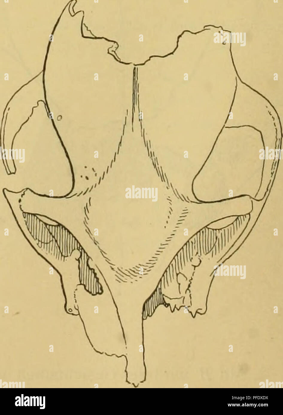 The publication provides insights into skull morphology, particularly M ...