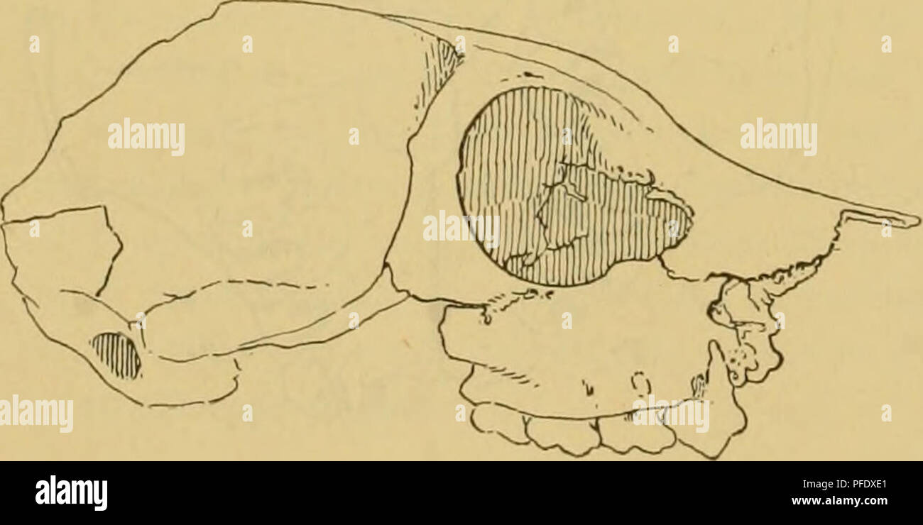 This document presents the discovery and analysis of an extinct lemur ...