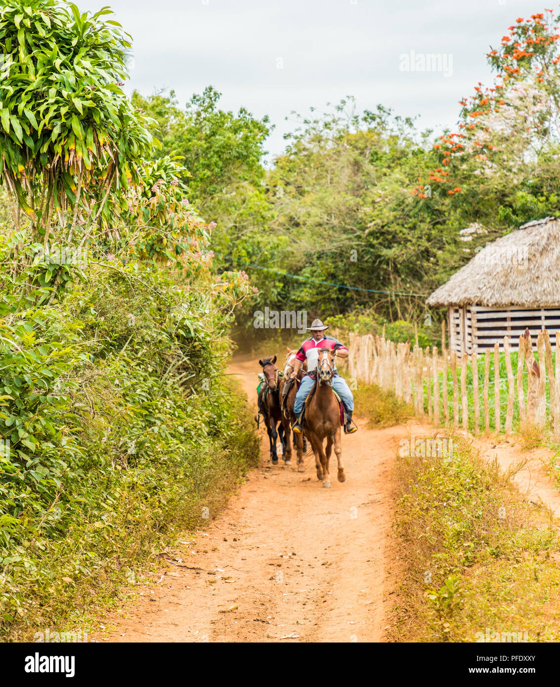 Cuban horse gaucho hi-res stock photography and images - Alamy