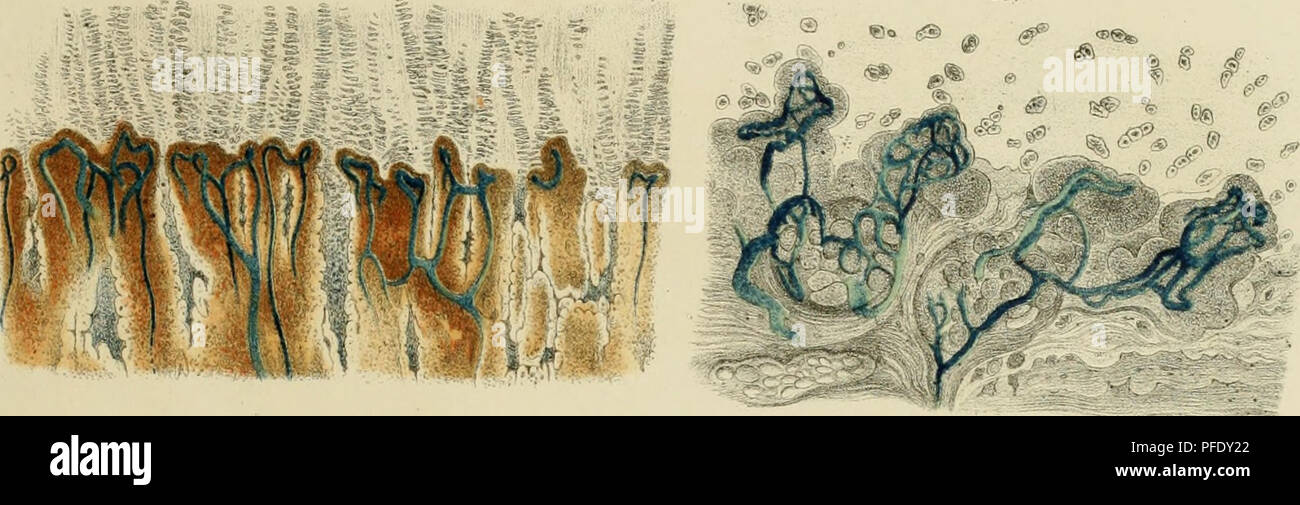 This academic work from the Austrian Academy of Sciences explores the ...