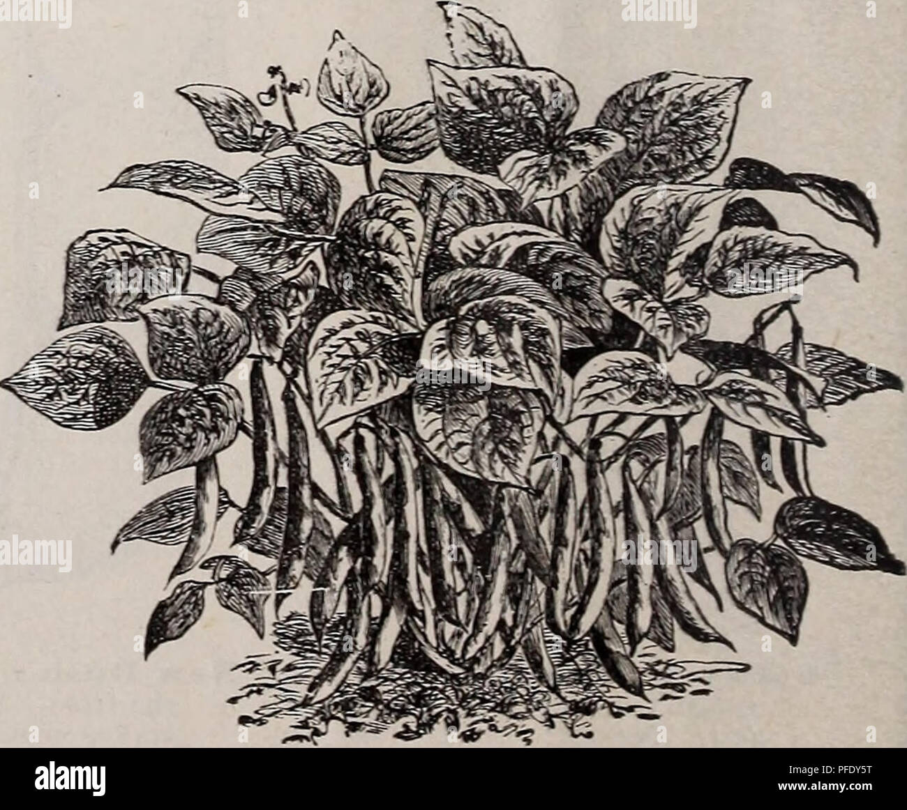 Waxy appearance hi-res stock photography and images - Alamy