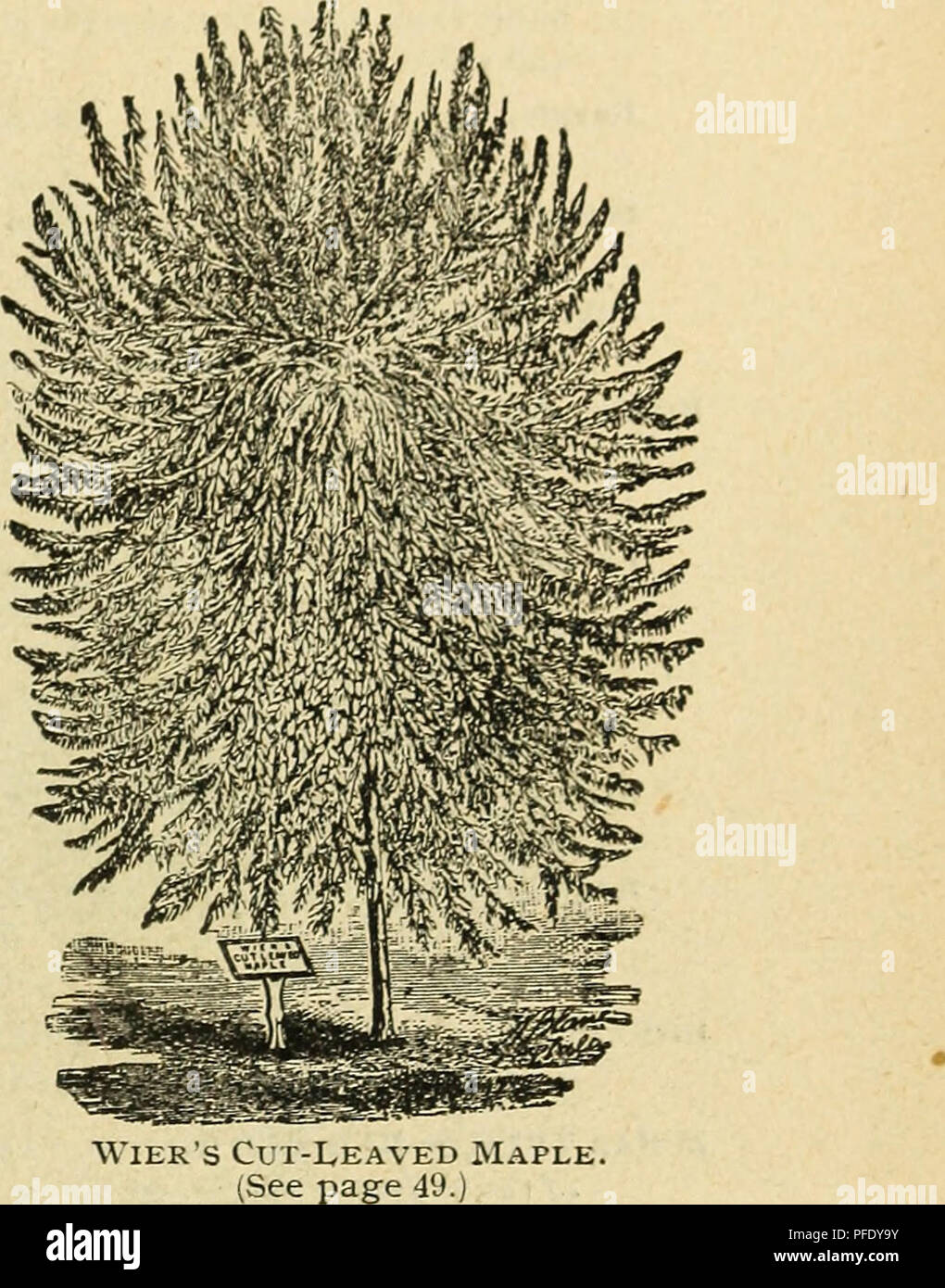 Dwarf ash tree hi-res stock photography and images - Alamy