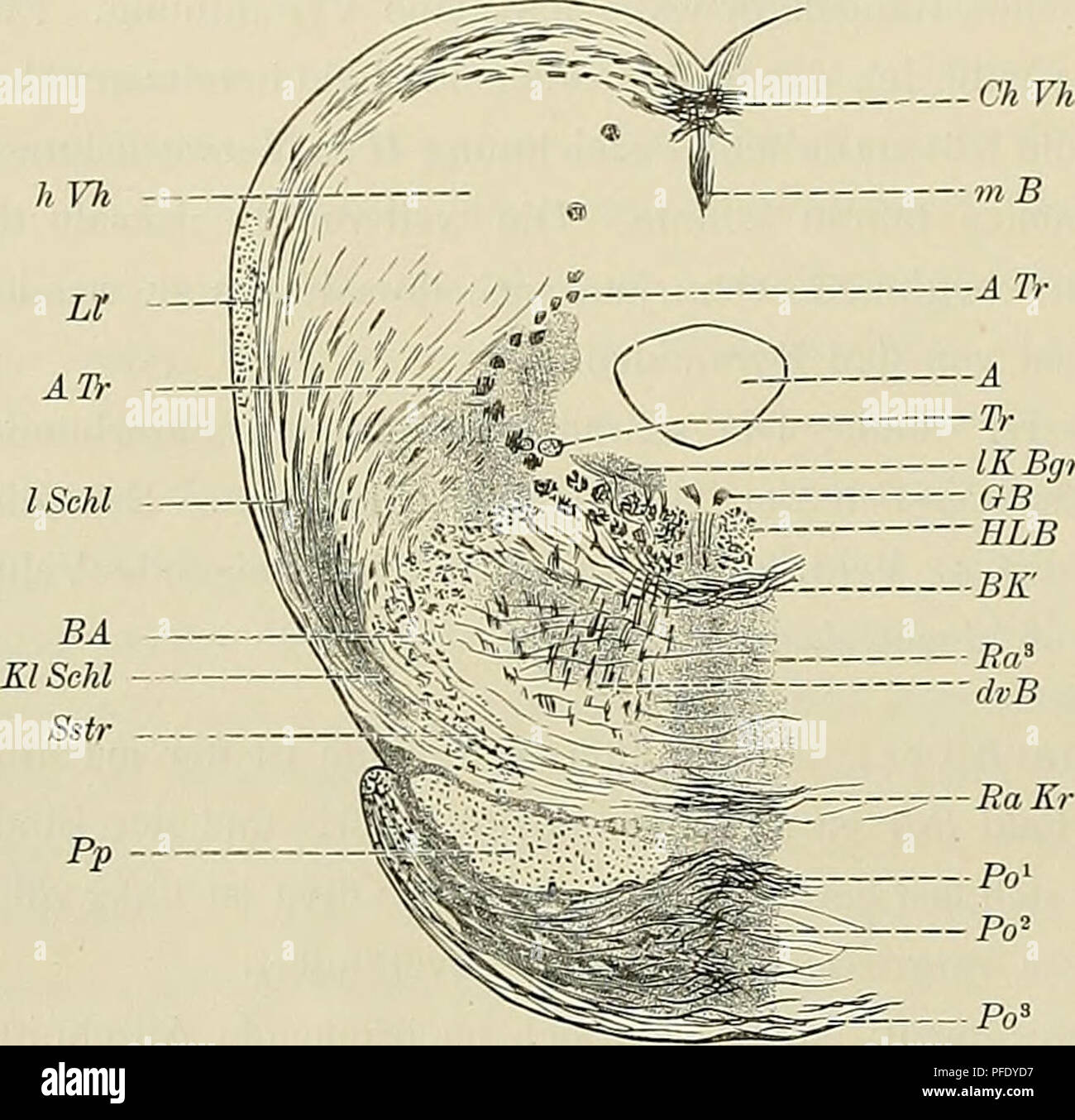 This text explores the central nervous system of monotremes and ...