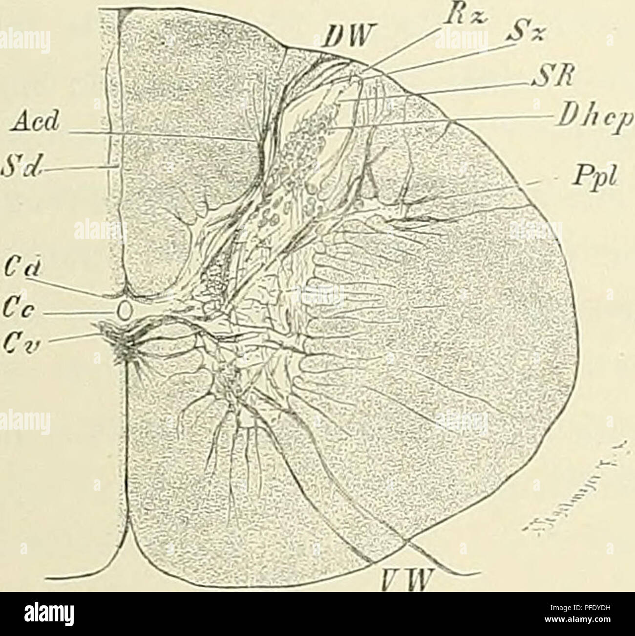 . Denkschriften der Medicinisch-Naturwissenschaftlichen Gesellschaft zu ...