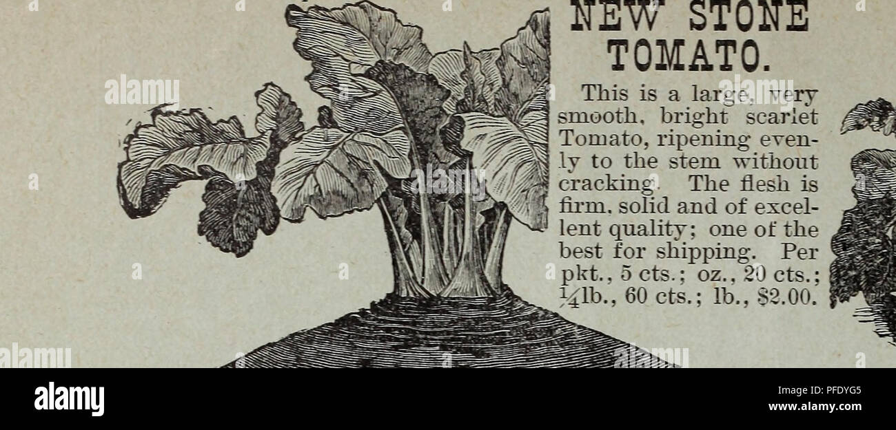 This entry from a seed catalog describes the New Stone Tomato, known ...
