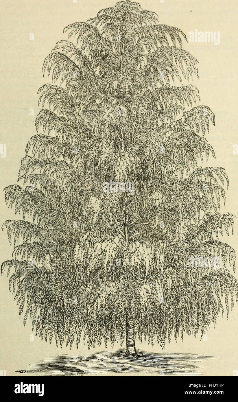 Graceful drooping branches hi-res stock photography and images - Alamy