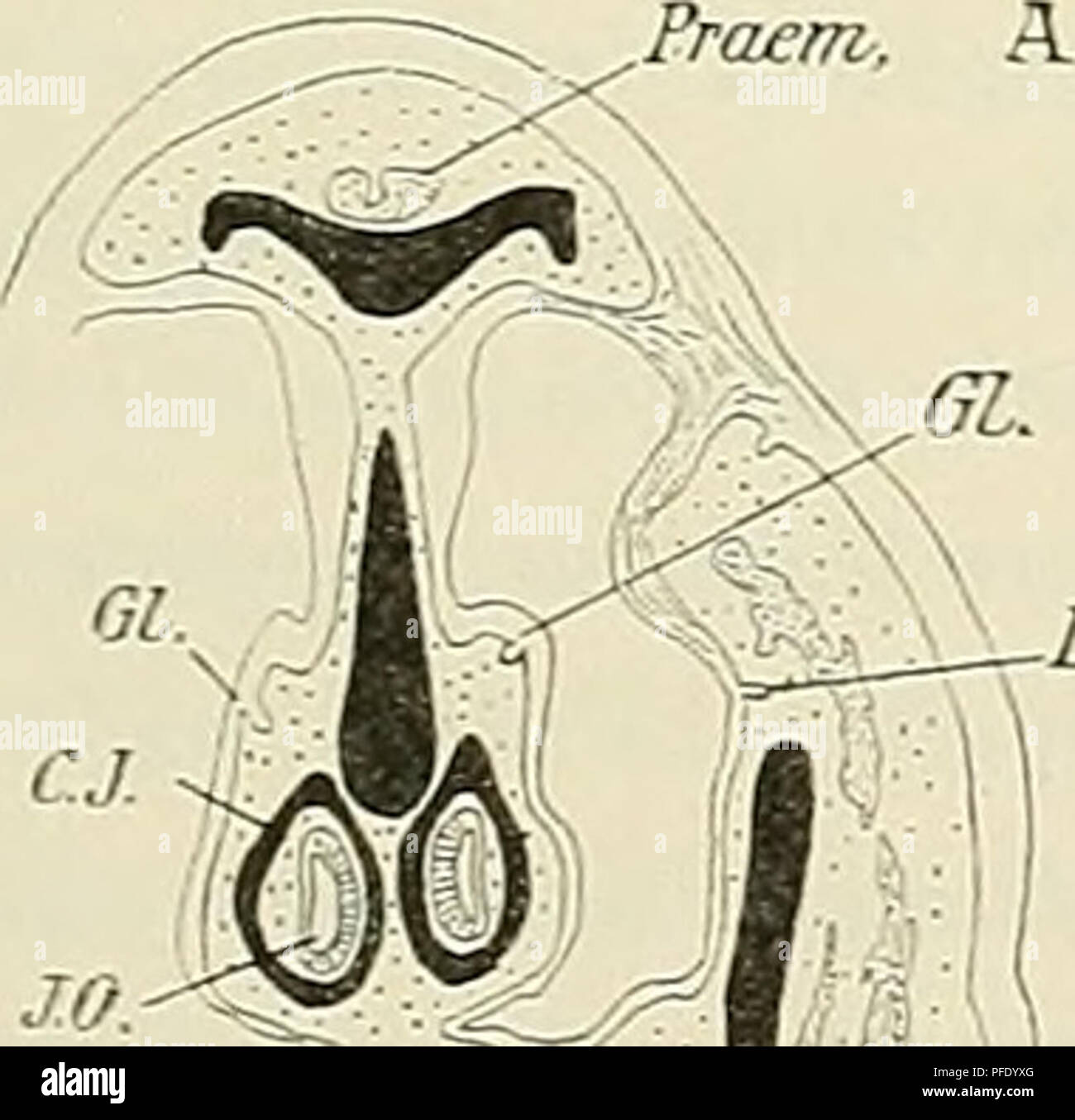 This scientific illustration details the nasal cavity structure of an ...