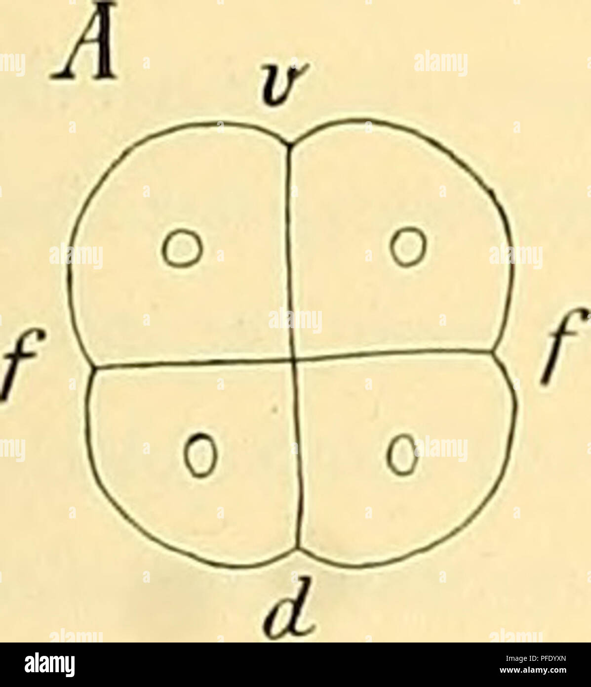 This scientific paper examines the development of the head and ...