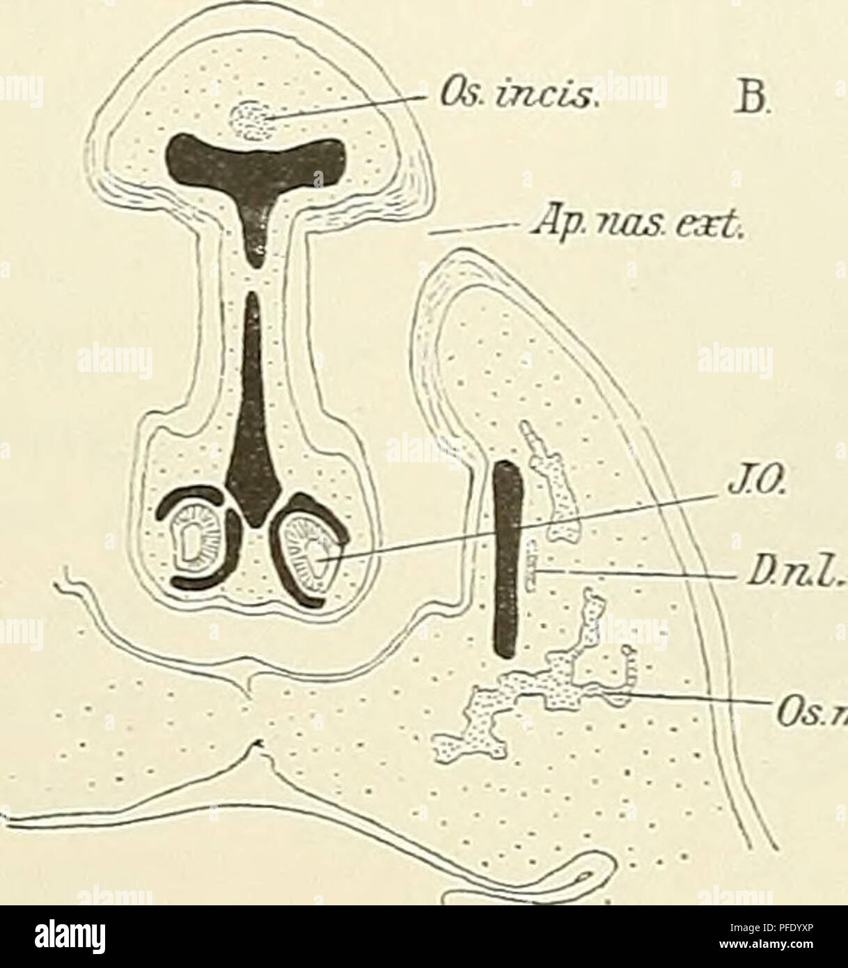 This figure depicts detailed cross-sectional images of the nasal cavity ...