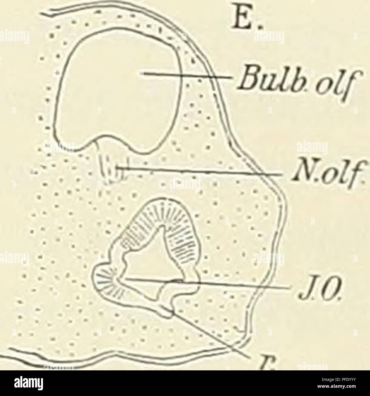 . Denkschriften der Medicinisch-Naturwissenschaftlichen Gesellschaft zu ...