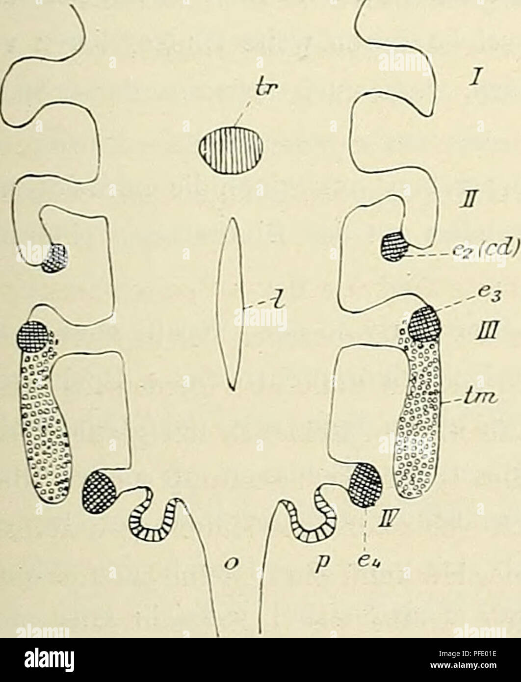 This scientific document discusses the anatomical features of the ...