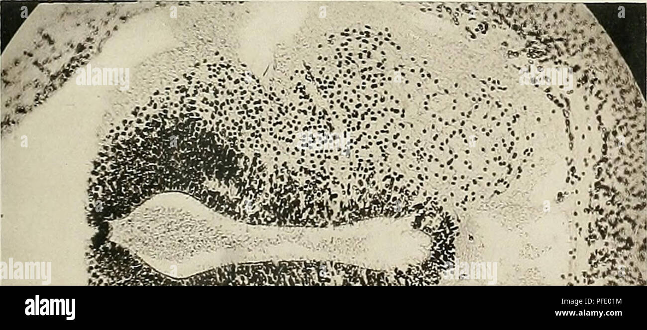 This publication by the Medical-Natural Scientific Society of Jena ...