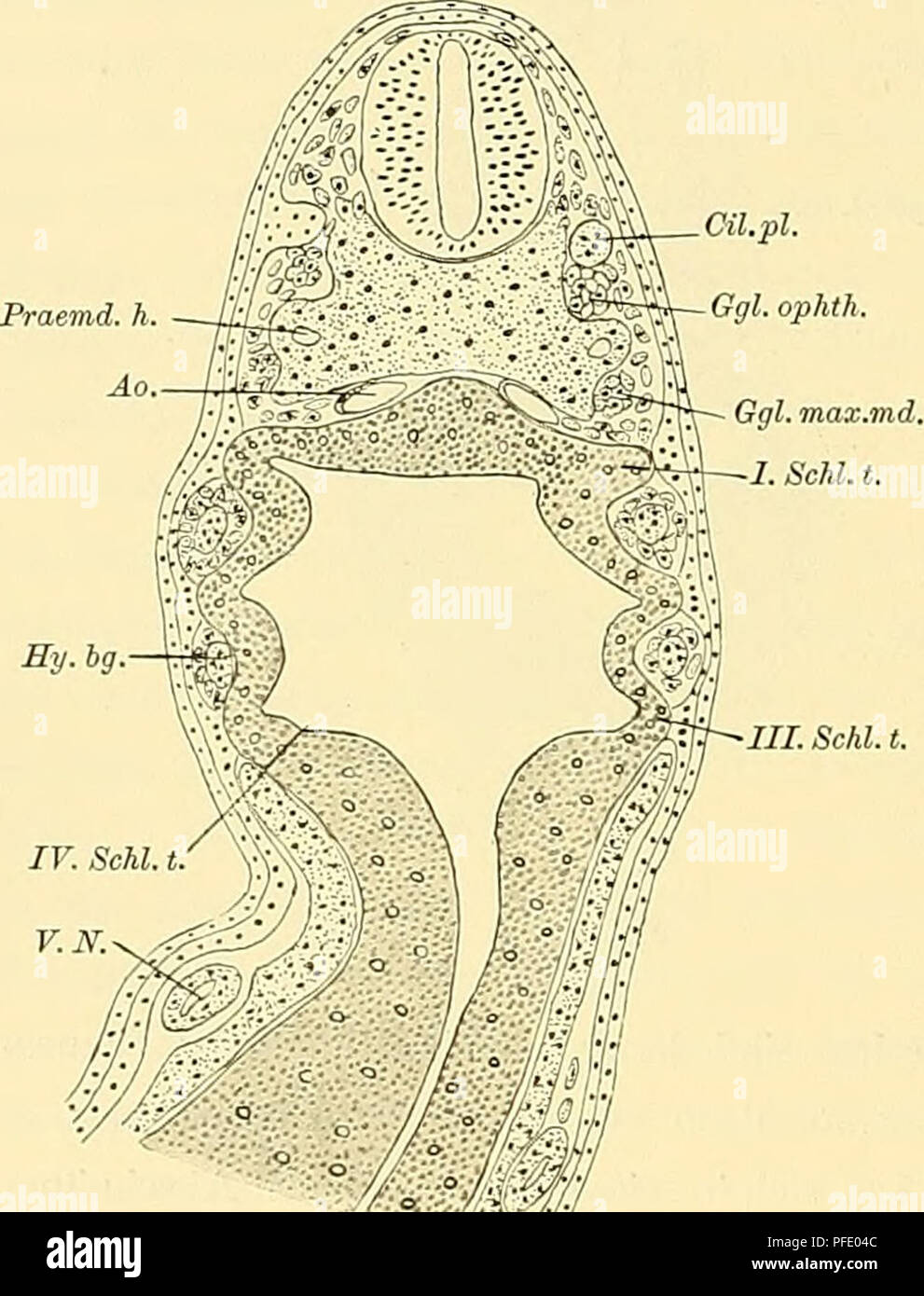 This image from *Denkschriften der Medicinisch-Naturwissenschaftlichen ...