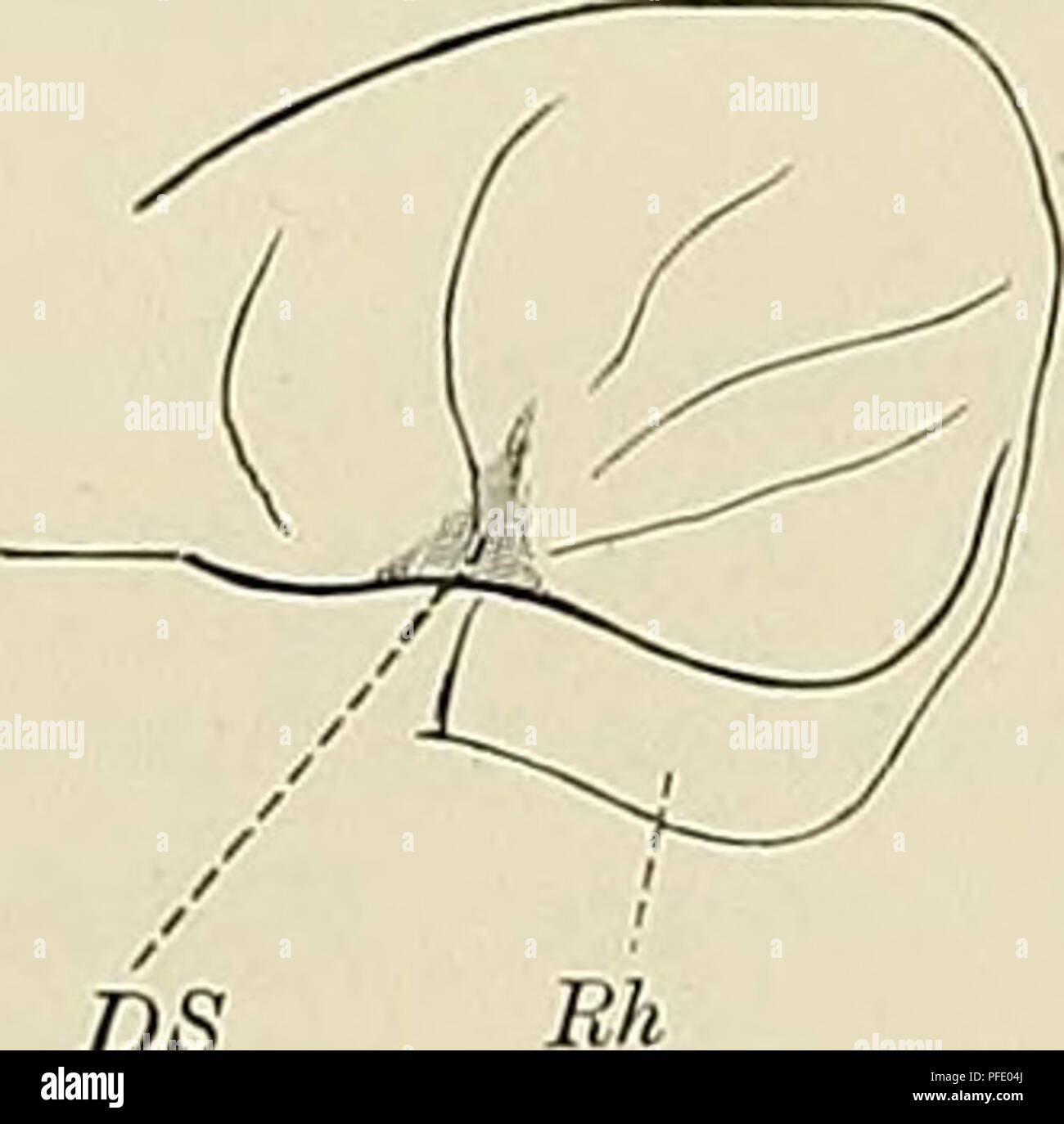 Gehirne hi-res stock photography and images - Alamy