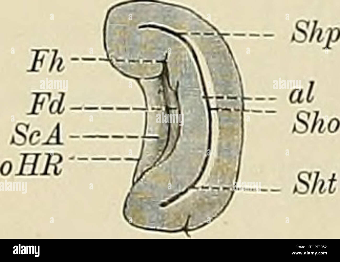 Subiculum hi-res stock photography and images - Alamy
