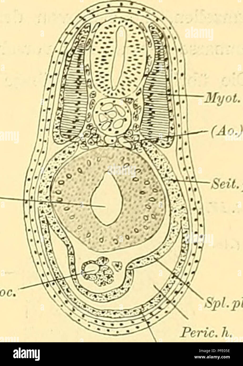 This image from *Denkschriften der Medicinisch-Naturwissenschaftlichen ...