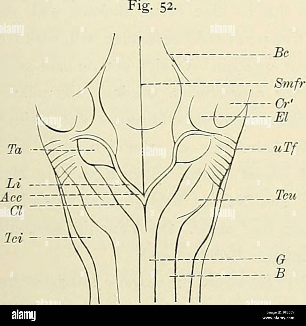 This study focuses on the central nervous system of monotremes and ...