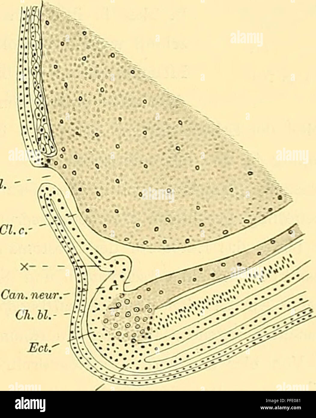 This image provides an anatomical depiction of the cloacal fold in a ...