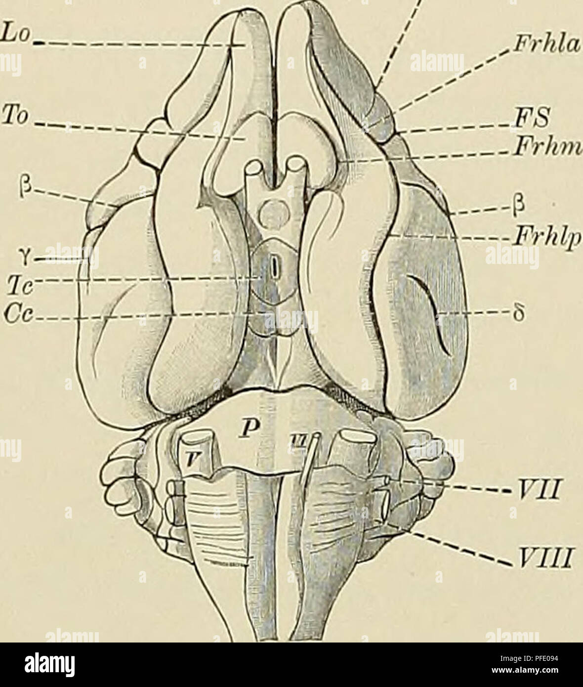 This medical and natural science publication discusses the central ...