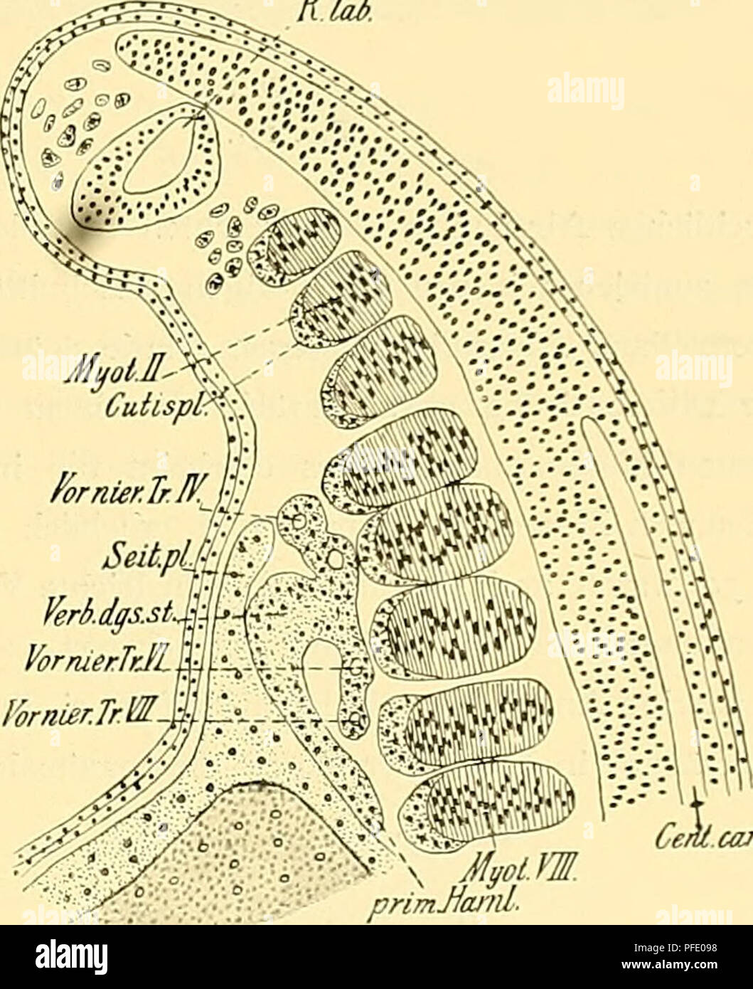 Schnitt 7 hi-res stock photography and images - Alamy