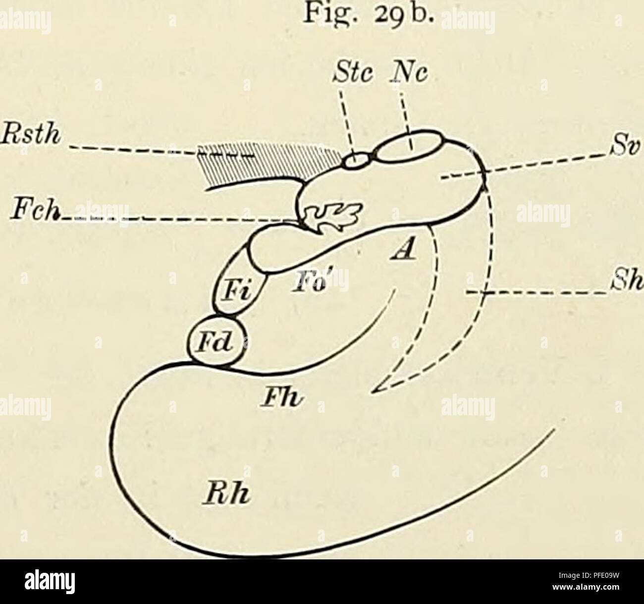 Chorioidea hi-res stock photography and images - Alamy