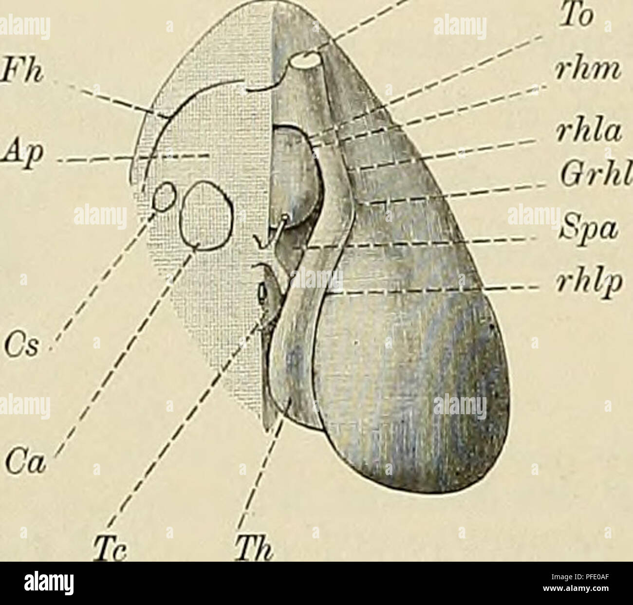 This scientific work explores the central nervous system of monotremes ...