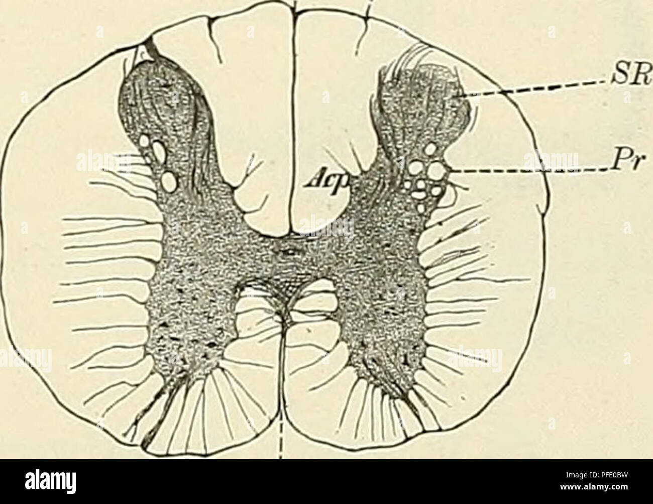 Mammalian spinal cord hi-res stock photography and images - Alamy