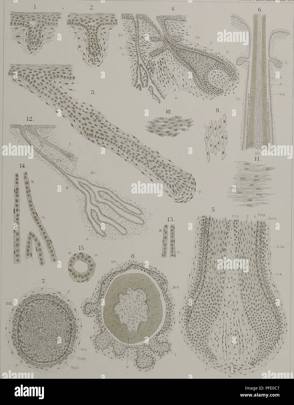 This work from the Jena Medical and Natural Science Society examines ...