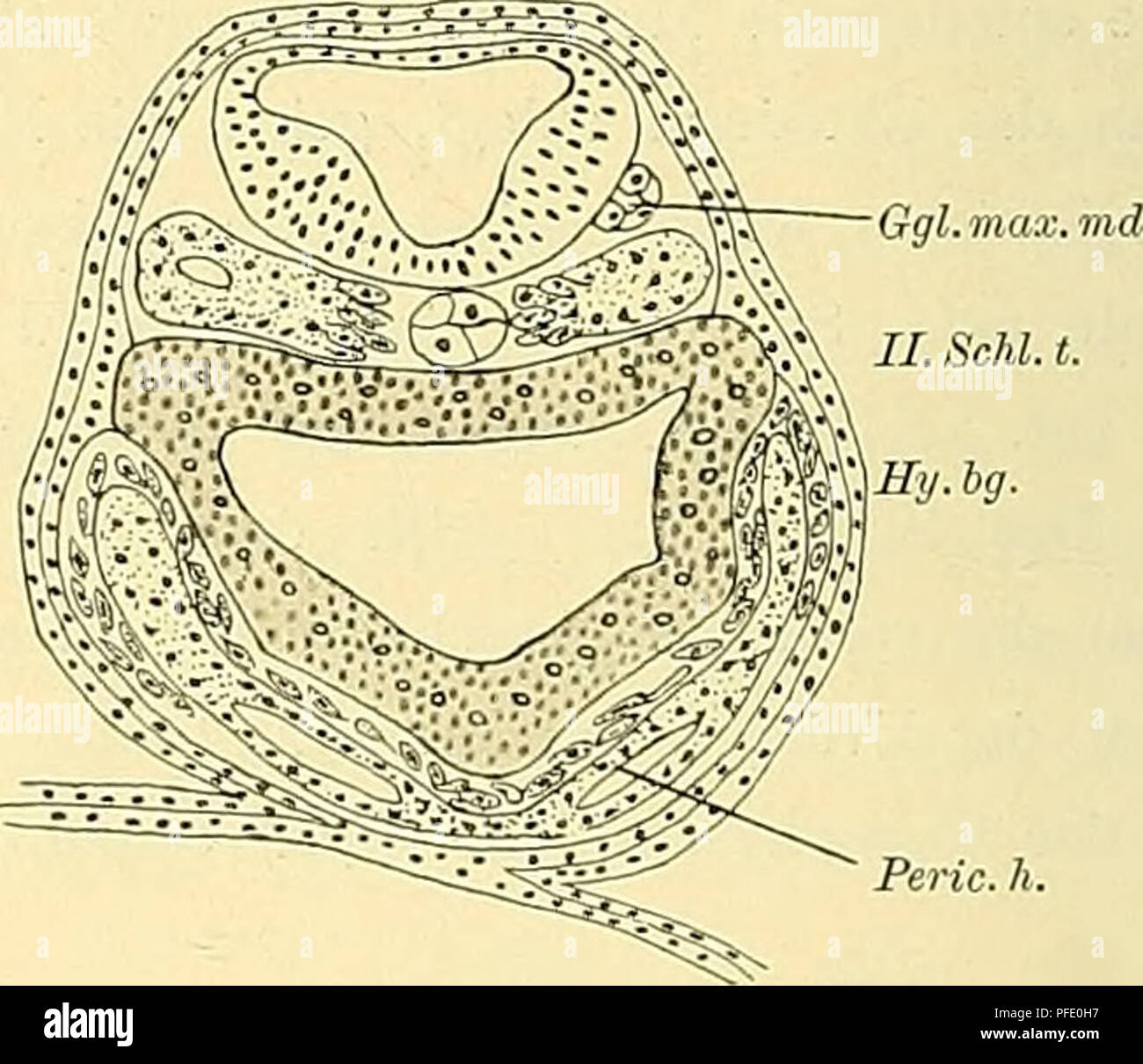 This scholarly work explores the mandibular arch development in ...