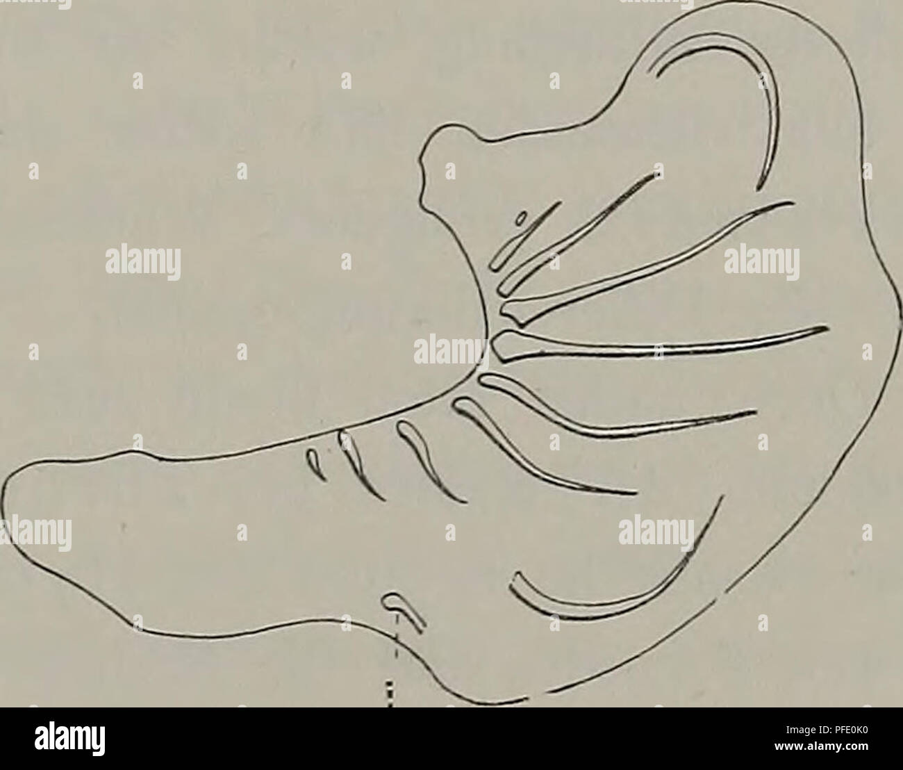 This study explores the anatomy of the Heptanchus cinereus embryo ...