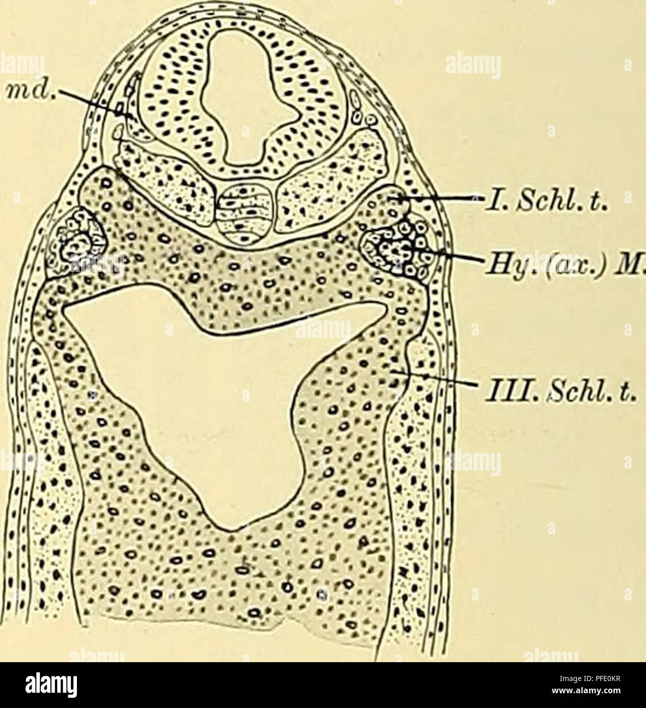 This work from the Medical and Natural Science Society of Jena covers ...