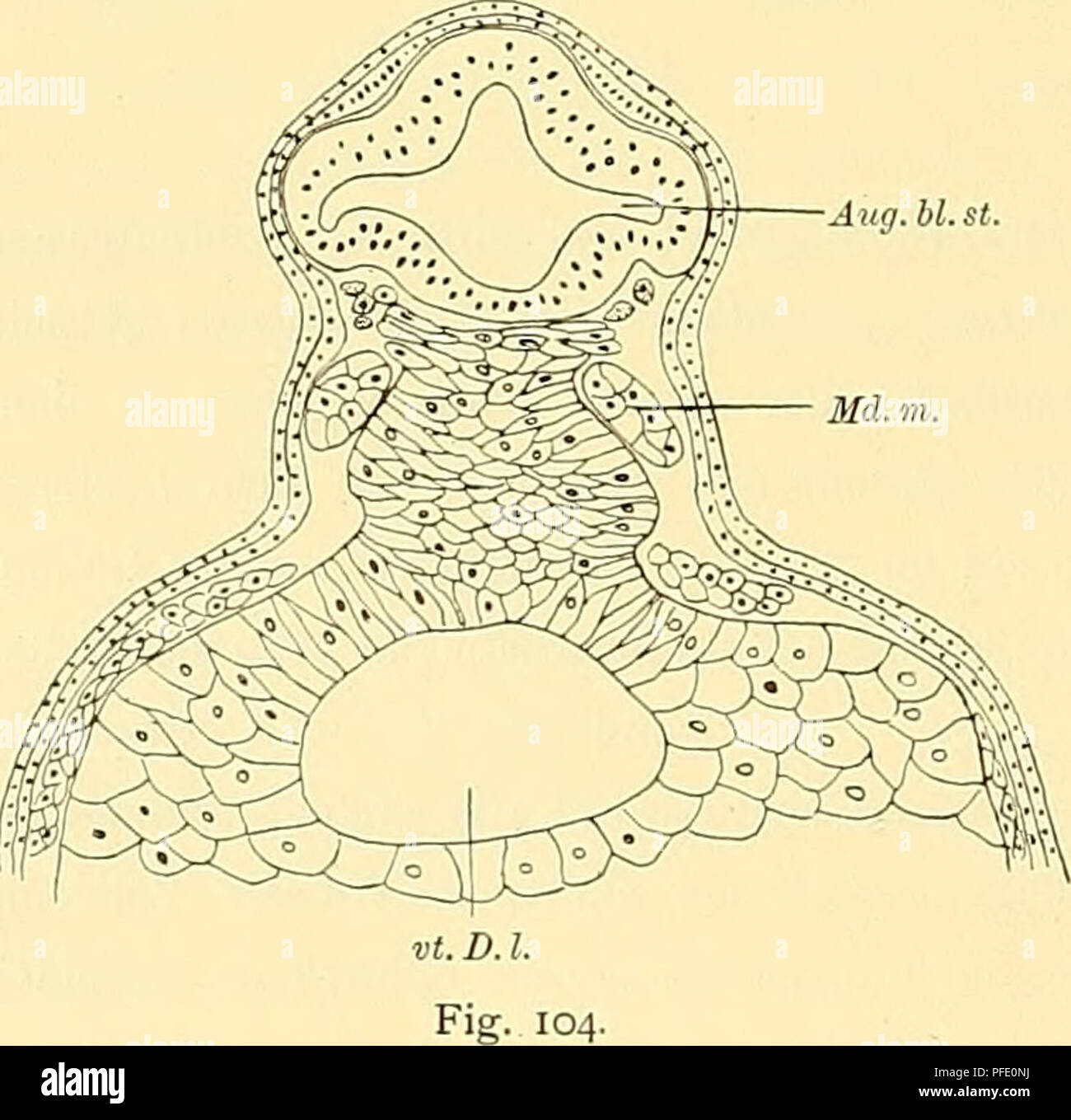 This scientific publication focuses on the study of embryology ...