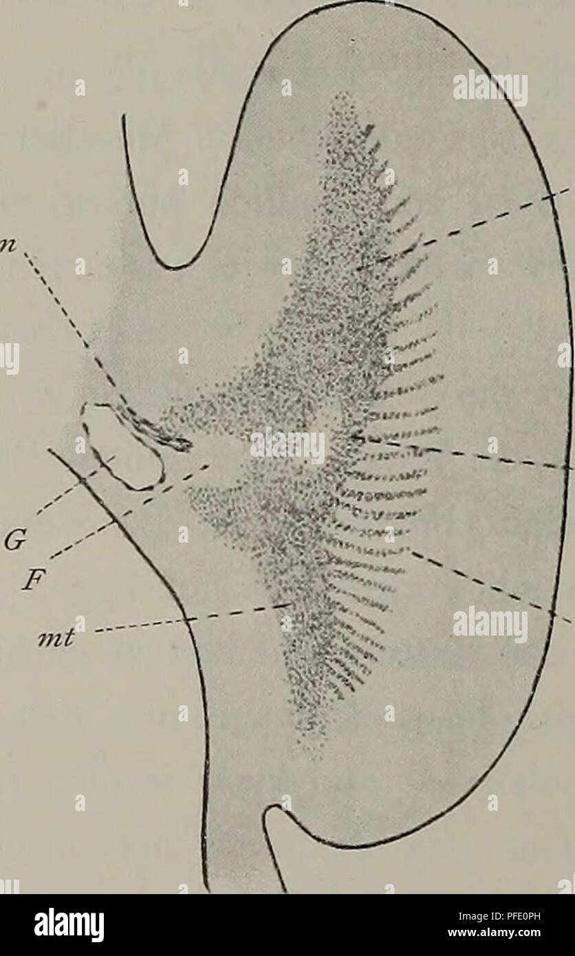 This scientific text examines embryonic development in various species ...