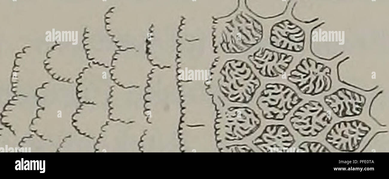 This scientific paper from the Medical-Natural Science Society of Jena ...