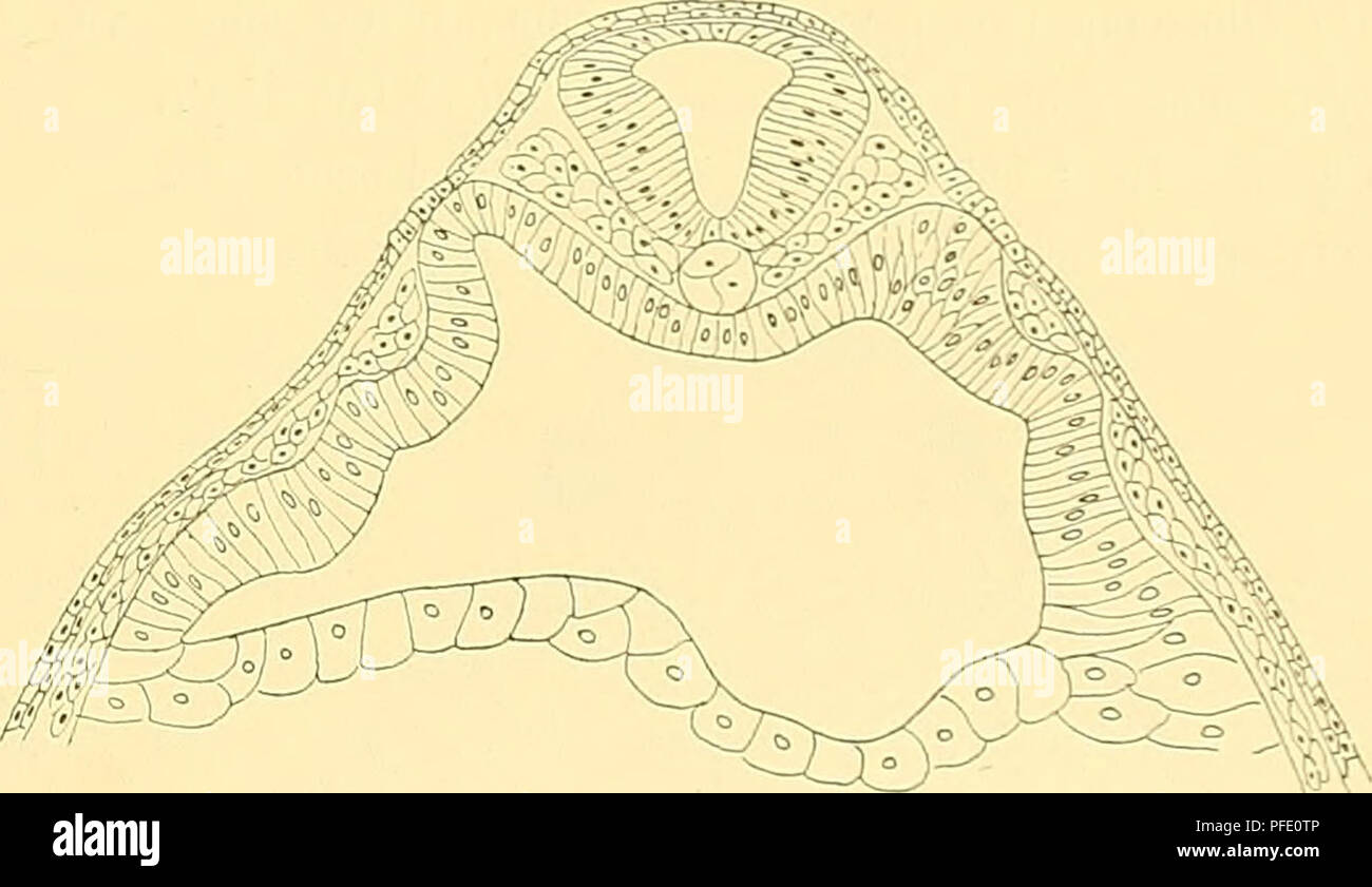 This scientific paper discusses the sensory structures in ectodermal ...