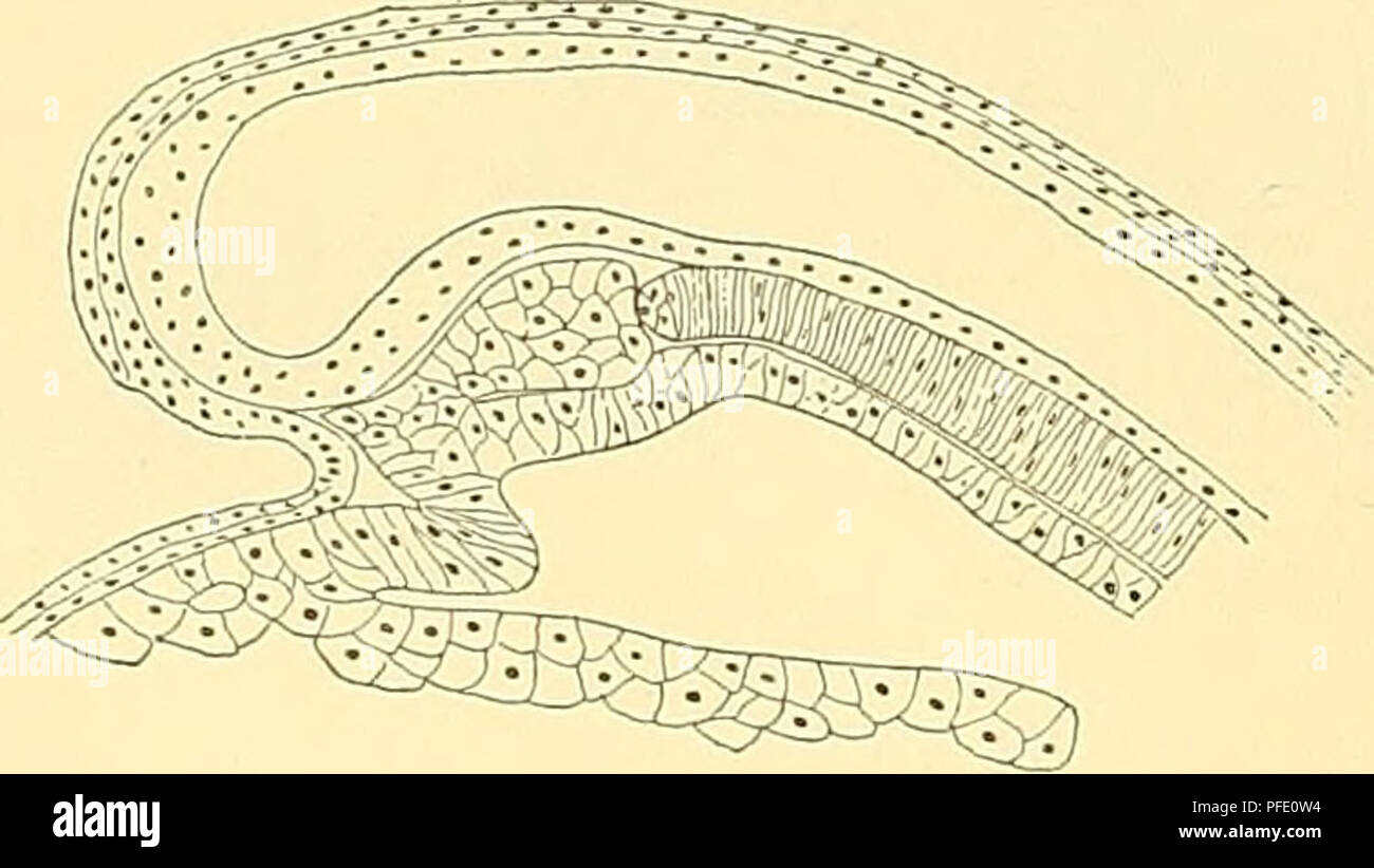 This medical and natural history manuscript outlines the growth ...