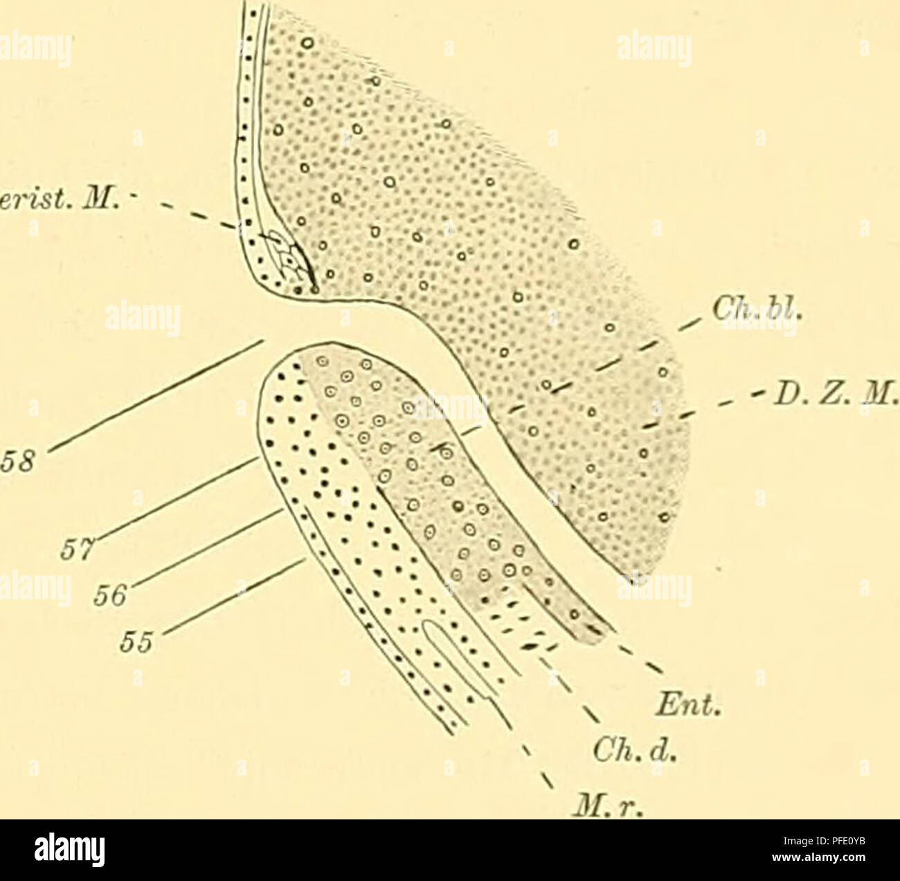 This volume from the Medical and Natural Science Society in Jena ...