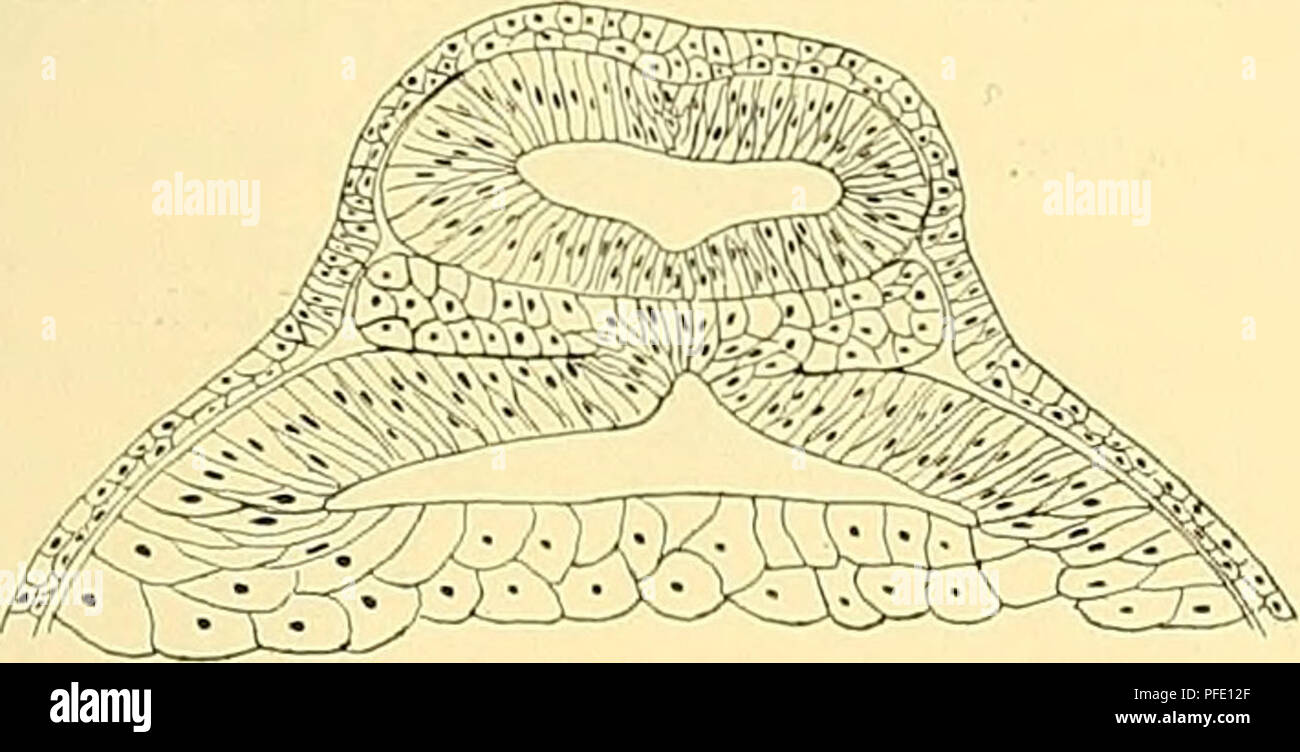 This scientific work discusses the development of the head and ...