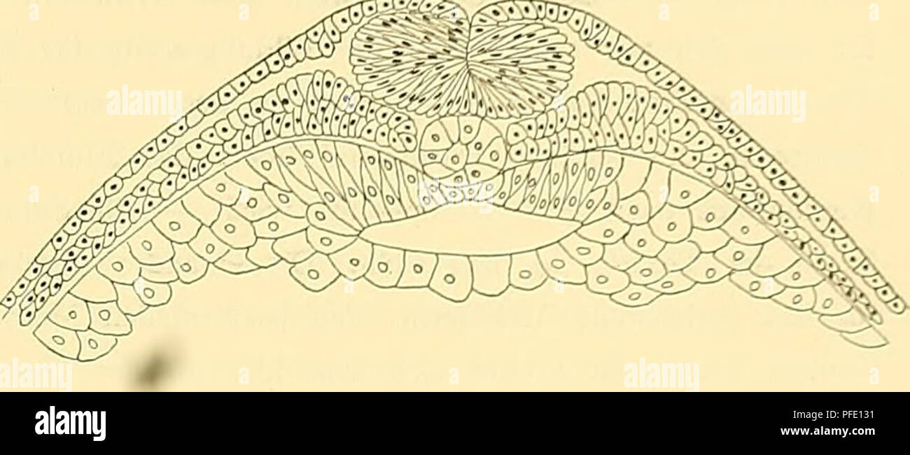 This figure illustrates the development of the neural tube in ...