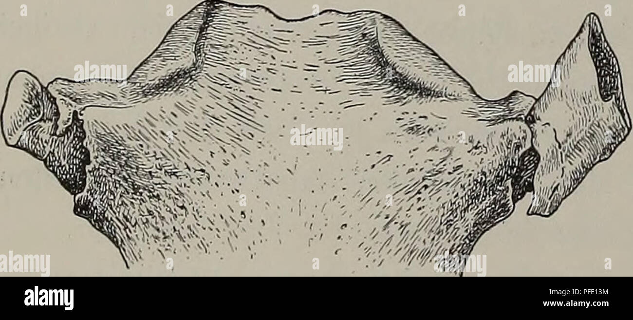 This work discusses the anatomical features of the crista jugularis and ...